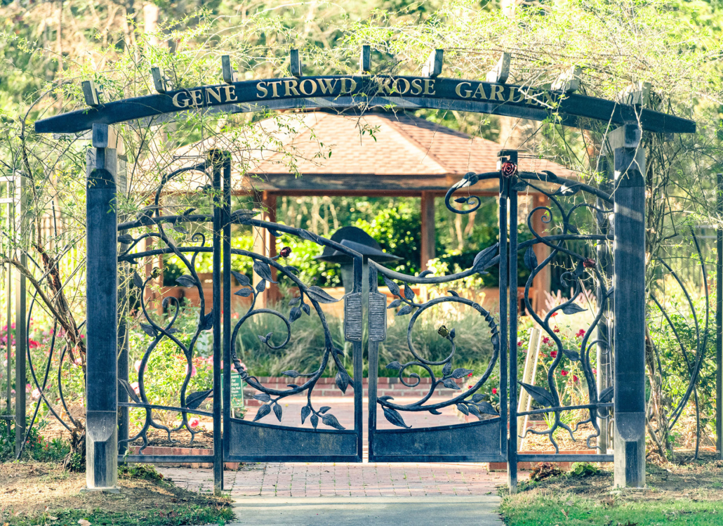 In the Garden - Strowd Roses , Chapel Hill Rose Garden, Local Garden ...