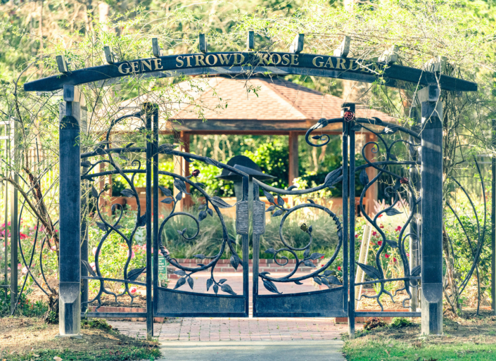In the Garden - Strowd Roses , Chapel Hill Rose Garden, Local Garden ...
