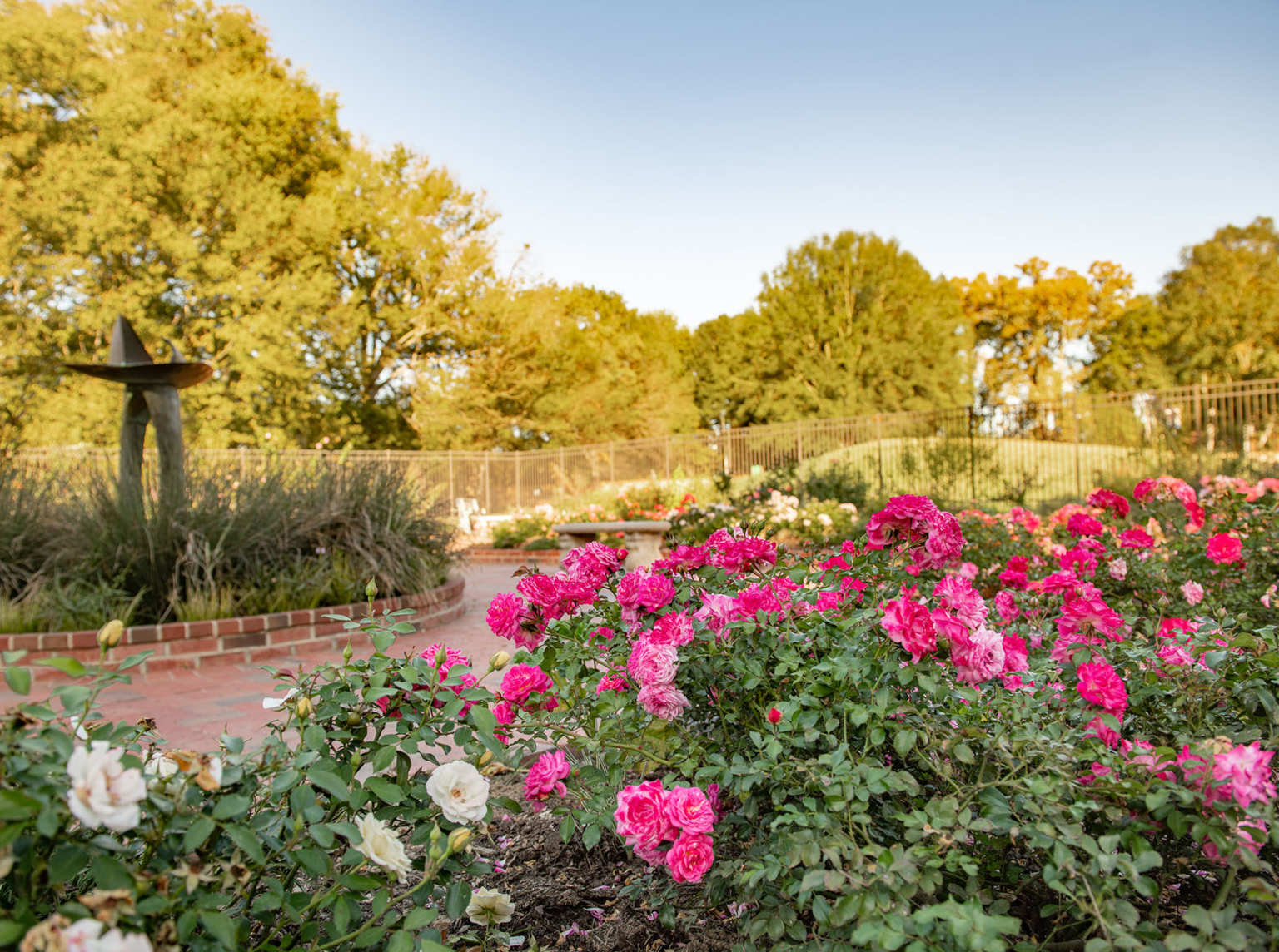 Strowd Roses - Chapel Hill Garden, Plan Your Visit, Rose Garden