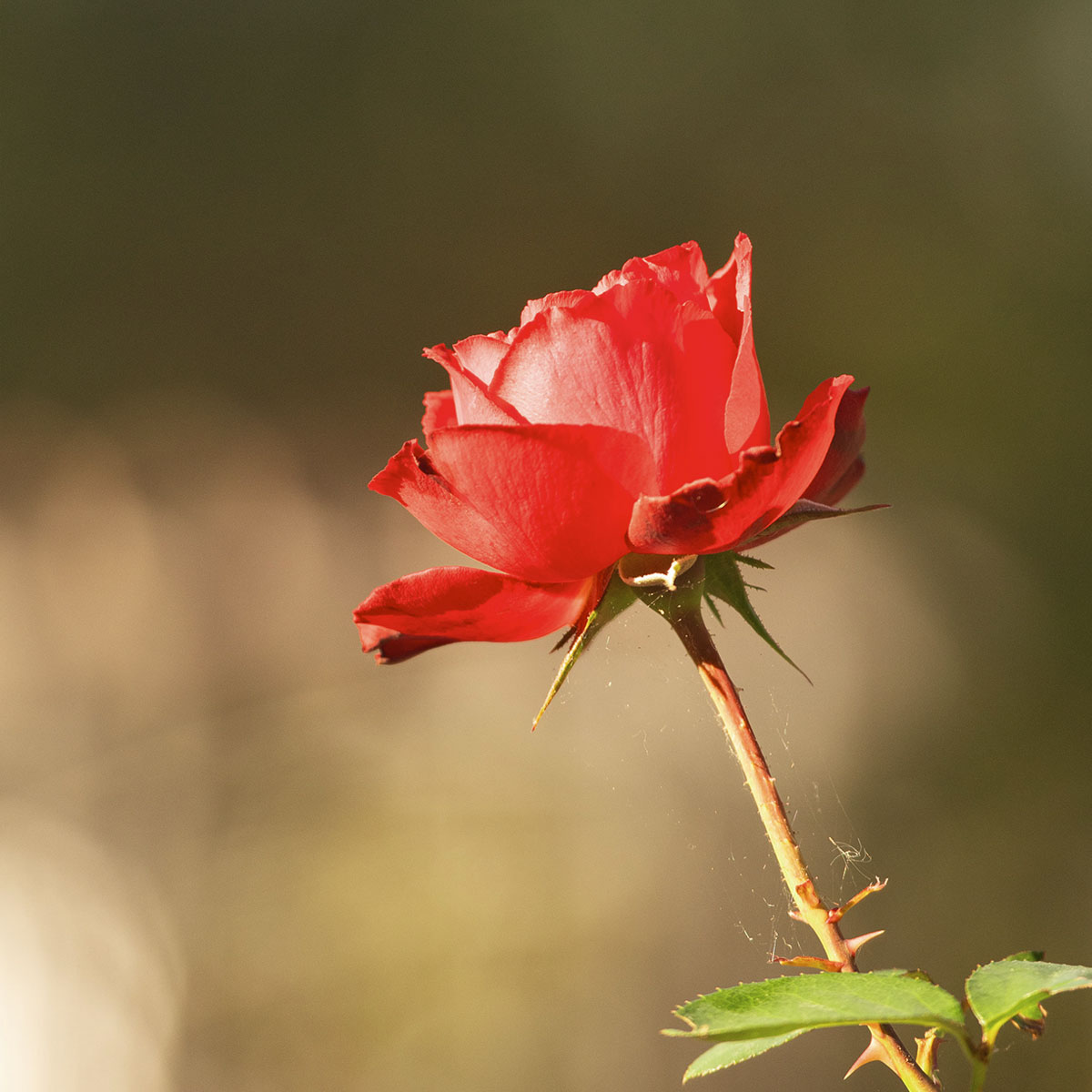 New Rose Bushes Coming! - Strowd Roses
